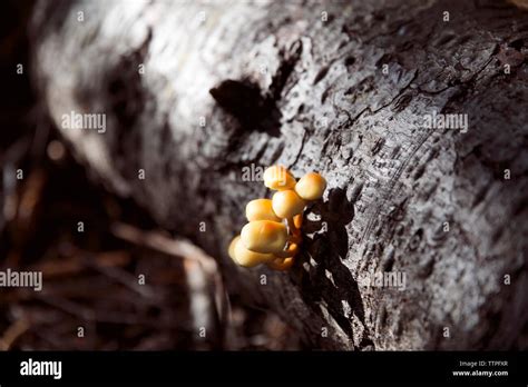 Fungus Growing On Tree Bark Hi Res Stock Photography And Images Alamy