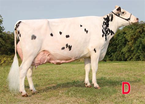 Holstein Class 2021