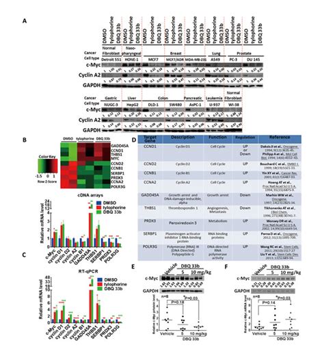 Targeting A Ribonucleoprotein Complex Containing The Caprin 1 Protein And The C Myc Mrna