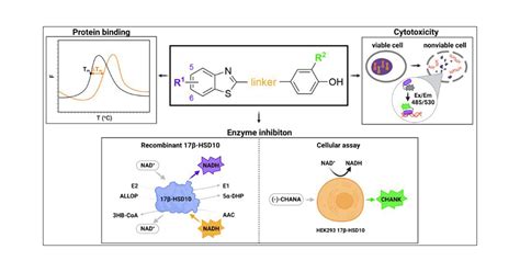 Nanomolar Benzothiazole Based Inhibitors Of 17β Hsd10 With Cellular