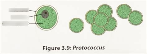 Protococcus Diagram Quizlet