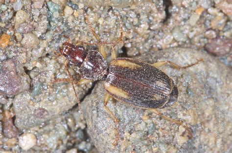 Photo 81592 Cymindis Binotata