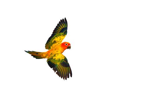 รูปภาพsun Conure เลือกดูภาพถ่ายสต็อก เวกเตอร์ และวิดีโอ3700