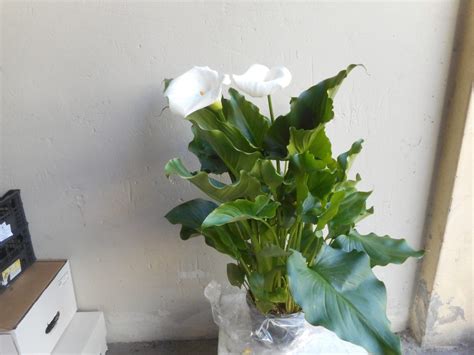 Calla Bianca Baracca Fiori