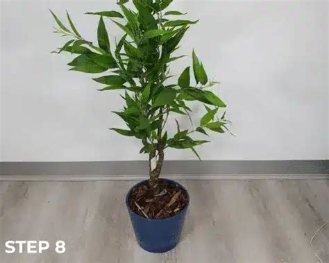 How To Pot Artificial Plants To Make Them More Realistic Designer Plants®