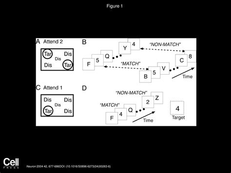 multiple spotlights of attentional selection in human visual cortex