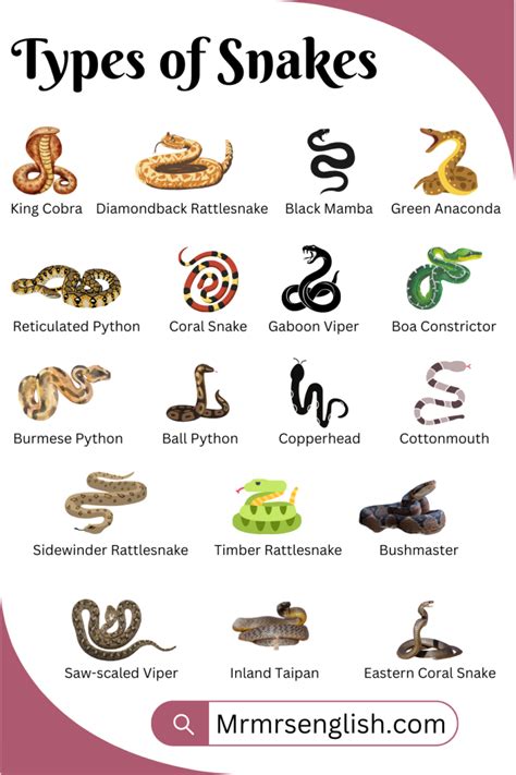 Types of Snakes names in English and their Pictures - MR MRS ENGLISH