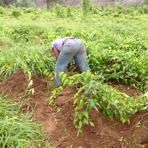 Growing Yam Plant A Yam I Am Gardening Australia
