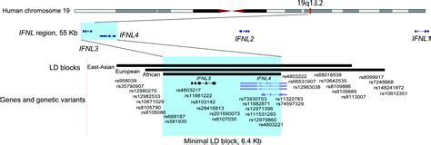 Genetics Of The Human Interferon Lambda Region Journal Of Interferon And Cytokine Research