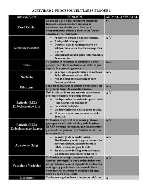 Actividad 2 Procesos Celulares Pdf Biología Celular Retículo