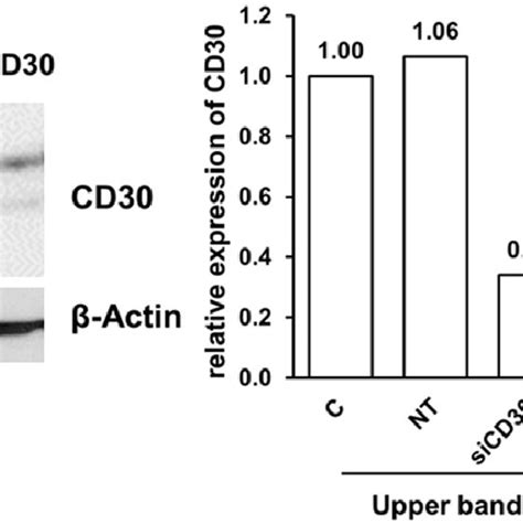 Cd30 Detection By Western Blotting Cd30 Antibody Specificity Test