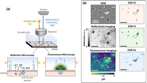 Figure 1 From Imaging And Quantifying The Chemical Communication Between Single 1 Particles In