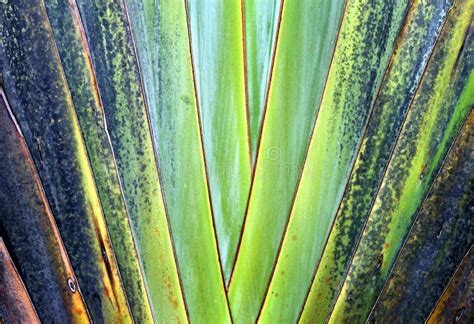 Banana Fan Stock Image Image Of Light Detail Nature 48306967
