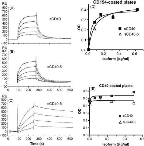 In Vitro Binding Of Scd40 Isoforms Ac Sensograms Of Surface Plasmon Download Scientific