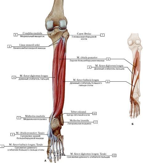МЫШЕЧНАЯ СИСТЕМА Задняя большеберцовая мышца длинный сгибатель пальцев и большого пальца сто