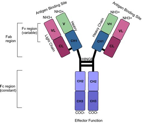 Schematic Structure Of A Human Igg1 Antibody Igg Consists Of Two Heavy Download Scientific
