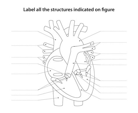 Premium Vector Human Anatomy Worksheet Label All The Structures