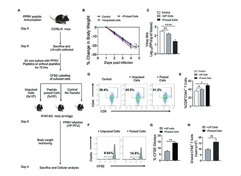 Cd8 T Cells From Peptide Immunized Wt Mice Responded In Ifnr Ko