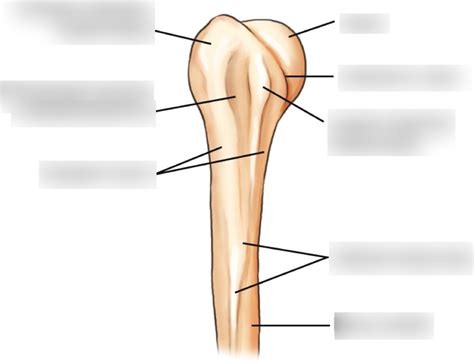 Proximal Humerus Diagram Quizlet Proximal Humerus Diagram Quizlet