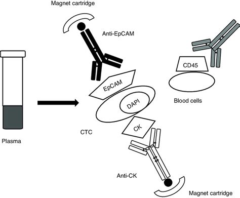 2 Cellsearch System Technology Ctc Circulating Tumor Cell Epcam