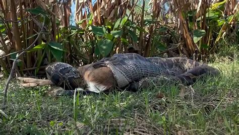 Python And Deer Montana Outdoor