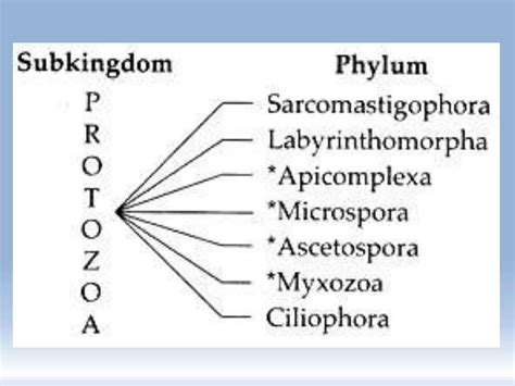 Presentation On Classification Of Protozoa Pptx