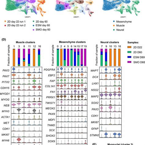 Advancing Engineered Skeletal Muscle Esm Function By Thyroid Hormone Download Scientific