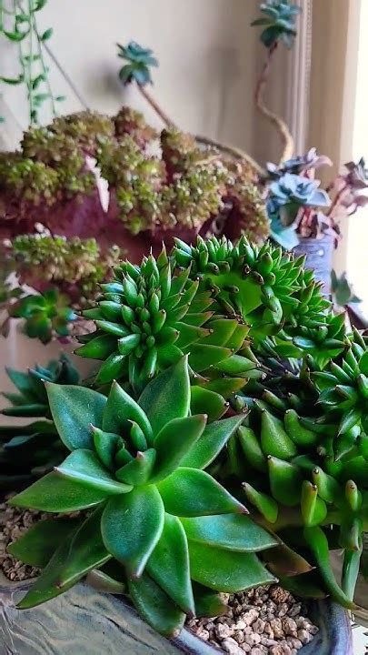 ★아파트베란다 식물 다육똘이사랑 Youtubeshort 다육이철화 묵은둥이다육 잎꽂이 Youtube