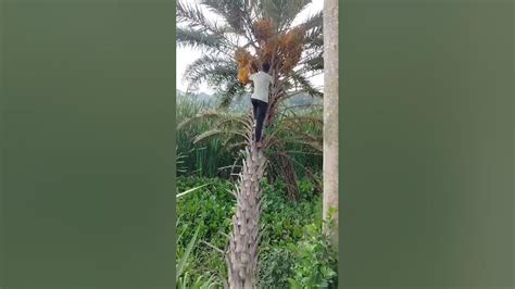 চুরি করে যখন খেজুর খাই Viral Video Youtubeshorts Youtube