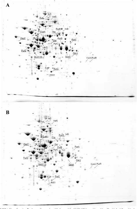 Dermatopathia Pigmentosa Reticularis Semantic Scholar