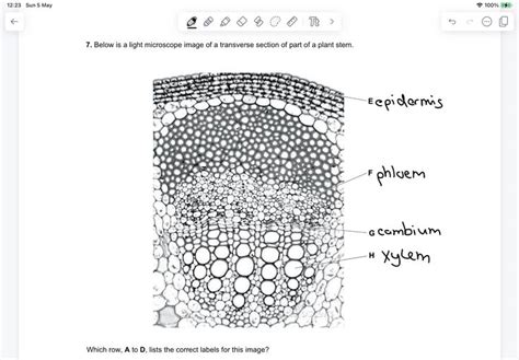 Plant Cell Membrane Structure Diagram
