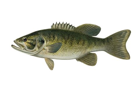 900 Free Smallmouth Bass And Music Images Pixabay