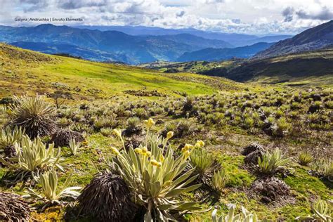 Páramo De Sumapaz El Ecosistema Más Extenso Del Mundo Enfrenta Un Futuro Incierto Más Colombia