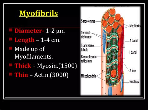 Sarcotubular System Ppt