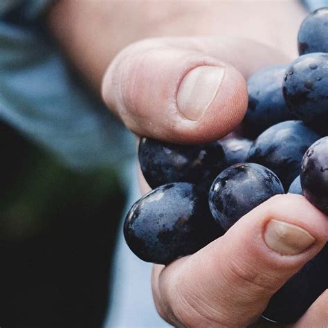 Vinos Santa Sofia Vinossantasofia • Instagram Photos And Videos