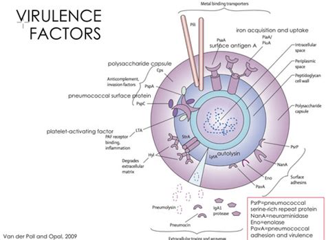 Streptococci Flashcards Quizlet