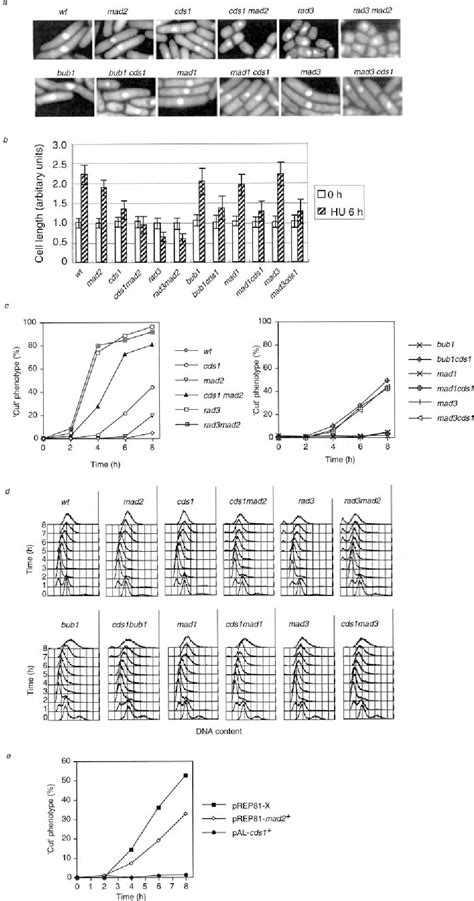 Figure 1 From Dna Replication Checkpoint Control Mediated By The Spindle Checkpoint Protein
