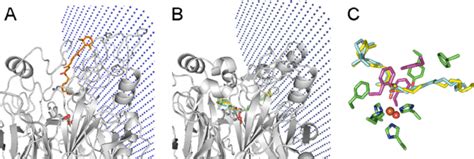 Substrate And Intermediate Docking In Rpe65 A Docking Of All Trans