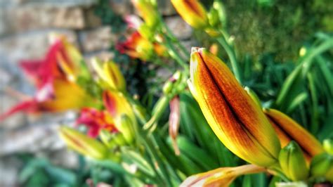 Blooming Red Daylilies Unrecompensed