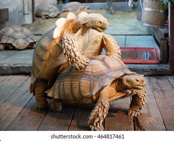 Turtle Mating With Human Royalty Free Images Stock Photos Pictures Shutterstock
