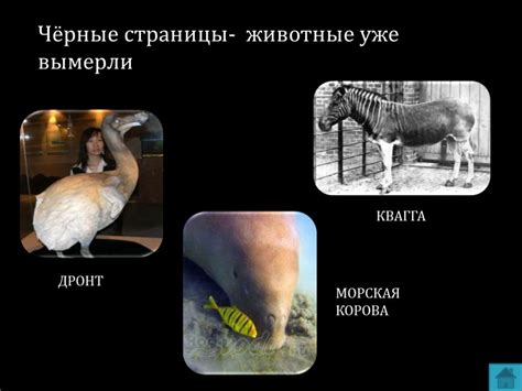 Животные Красной Книги Красные Страницы Фото — Фото Картинки