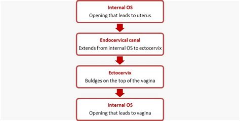 Cervix Anatomy And Functions