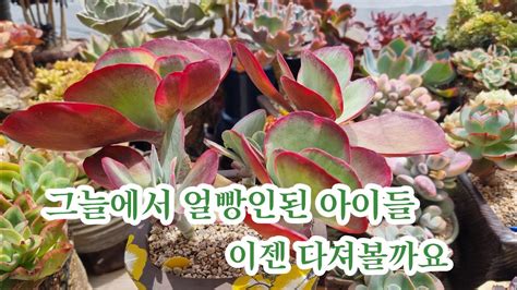 완전 그늘에서 얼큰이 만들었으니 이젠 야무지게 다져보자ㅎㅎ당인금 비욘새 캔디철화 Youtube