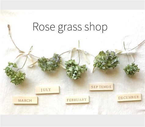 Rose Grass