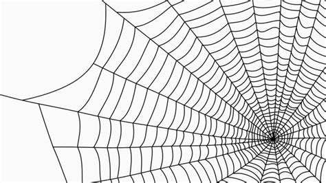 Spider Net Nature Free Stock Video Pixabay