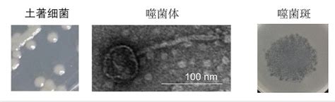 对抗土传病害：来杯噬菌体“鸡尾酒”—论文—科学网