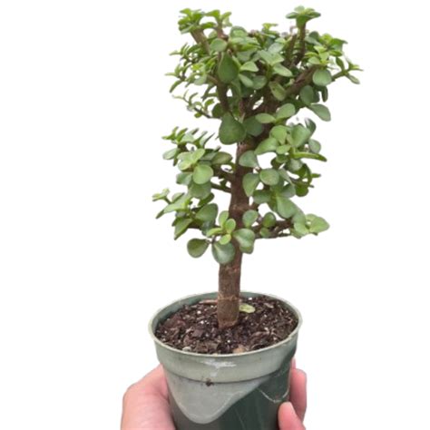 Bonsai Jade Dwarf Green Cafe Planta