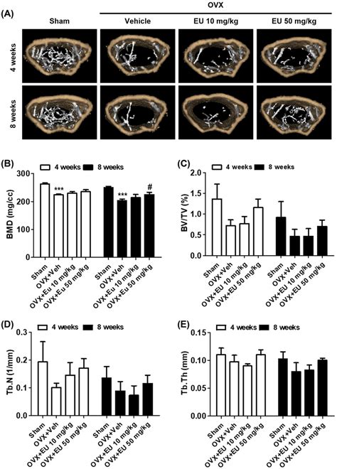 Effect Of Eu On Trabecular Morphometric Parameters In The Distal Femurs Download Scientific