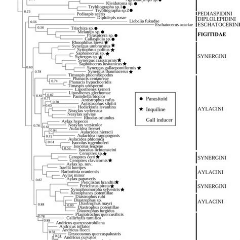 majority rule consensus tree based on bayesian mcmc analysis of dna