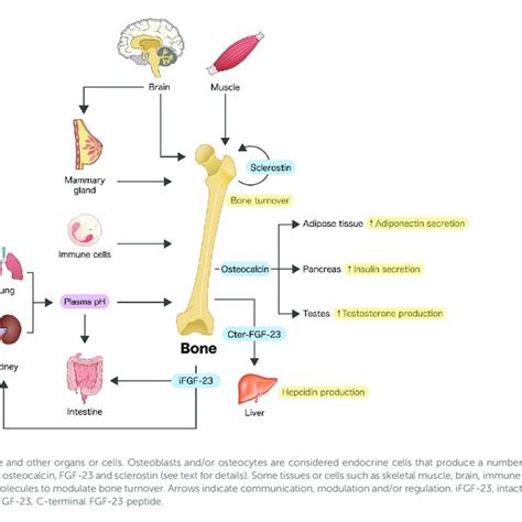 Pdf Editorial Crosstalk Between Bone And Other Cells
